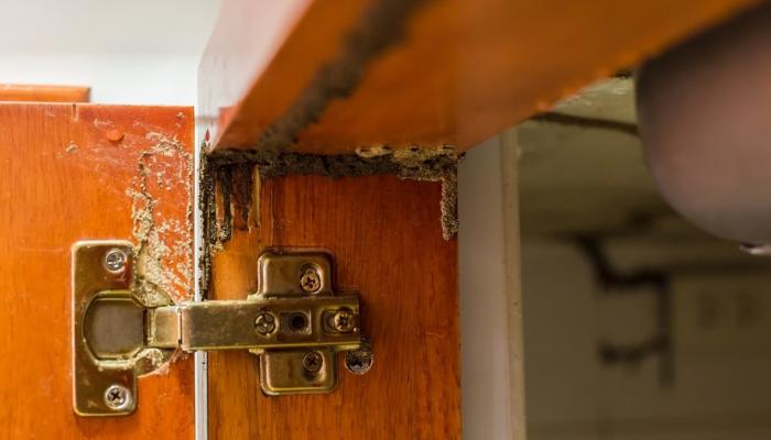 VA Termite and Pest Inspections - List of Requirements By State